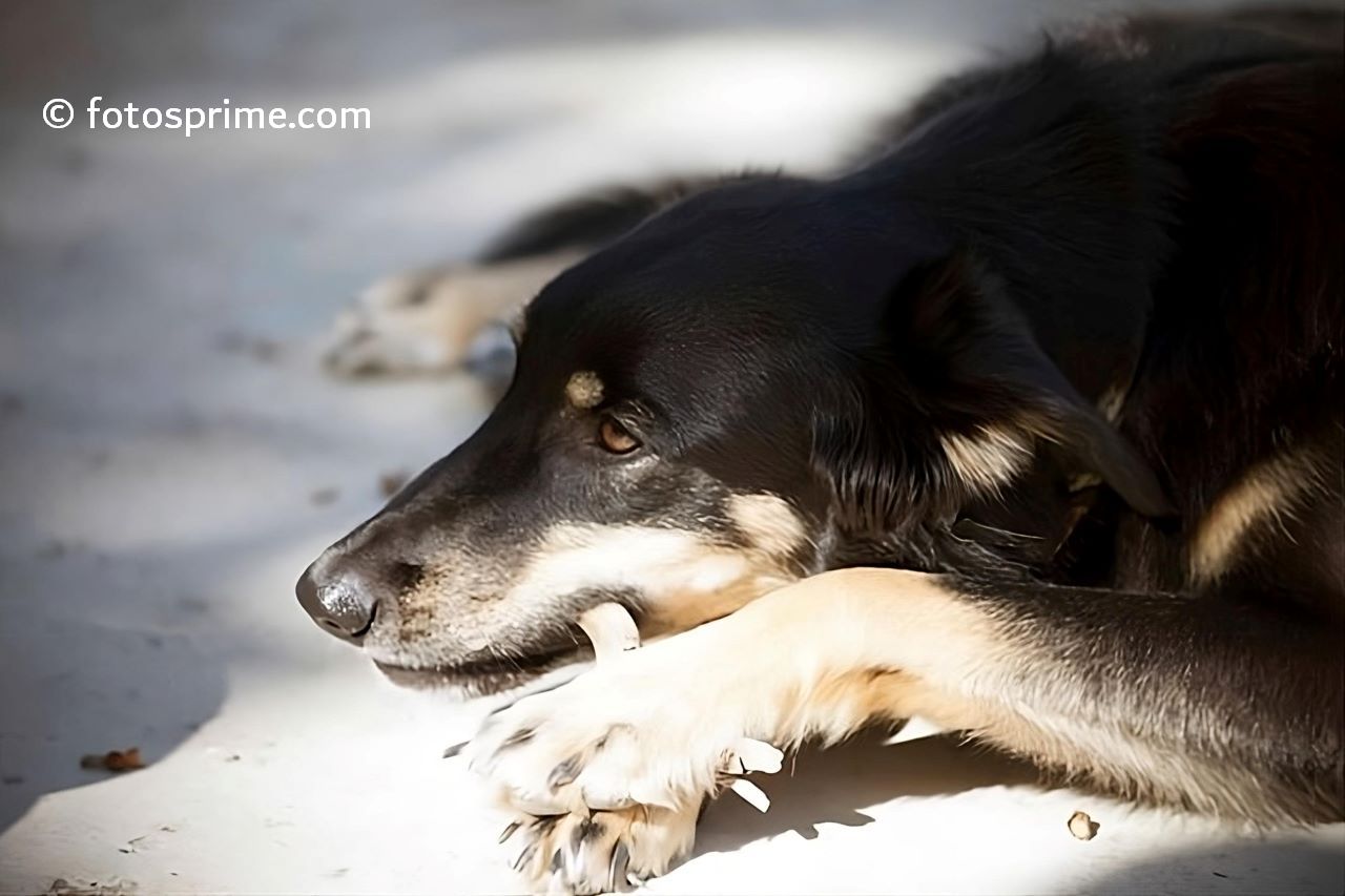 Backup no Amazon Prime Photos - FOTOS PRIME